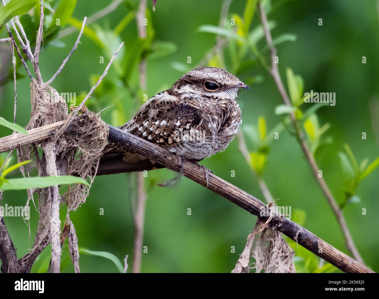 Nightjar bird hi-res stock photography and images - Alamy