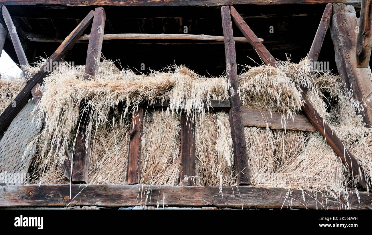 The straw in the haystack Stock Photo - Alamy