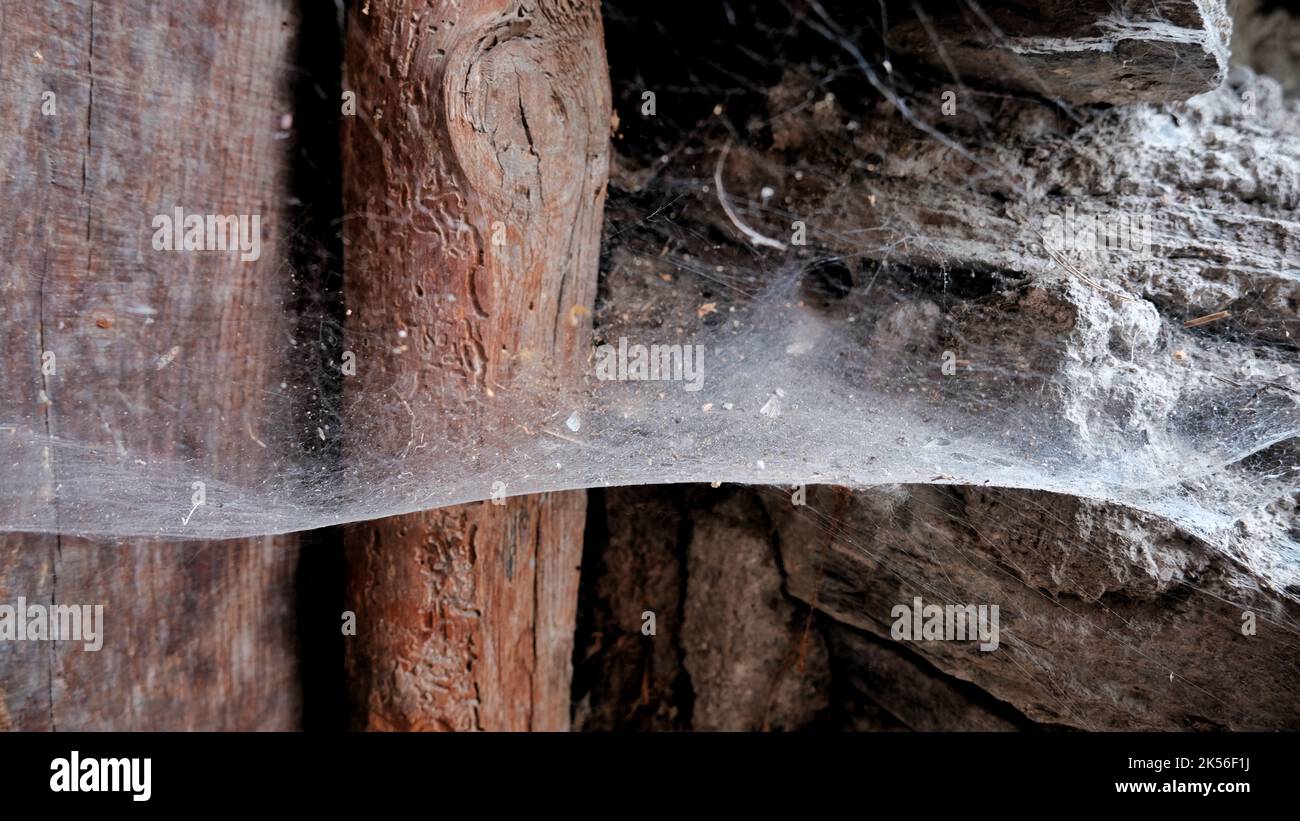 White line spider web icon hi-res stock photography and images - Alamy