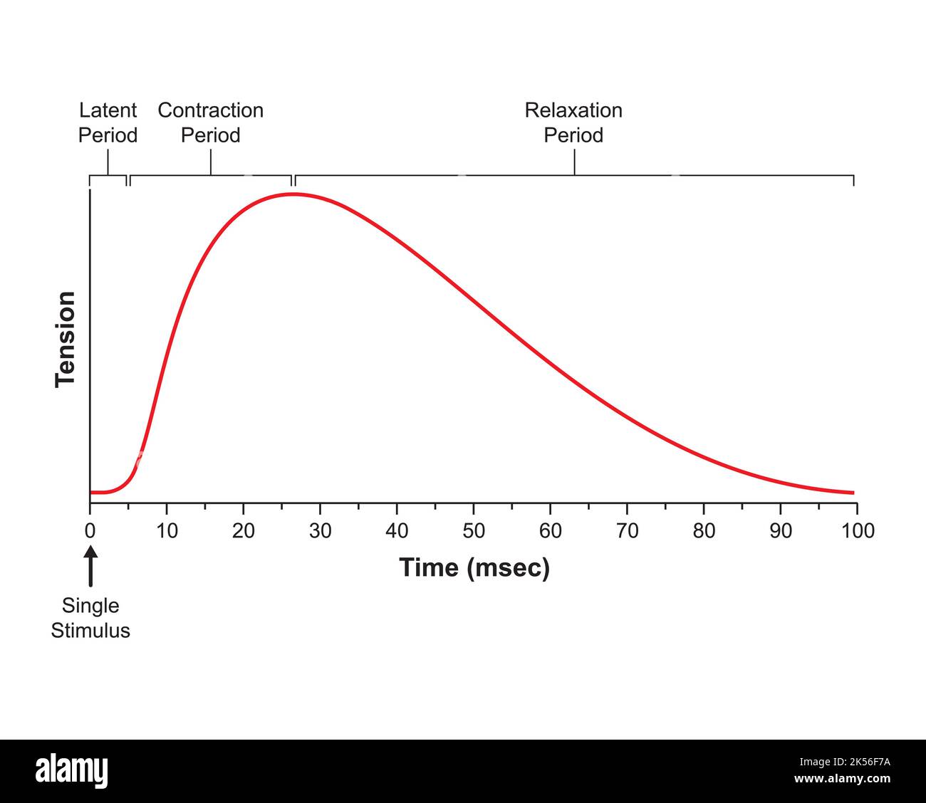 Scientific Designing of Myogram. Single Muscle Contraction. Colorful ...