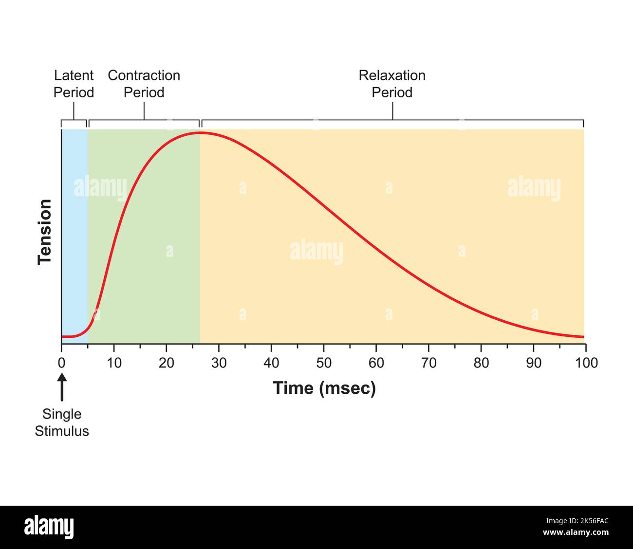 Scientific Designing of Myogram. Single Muscle Contraction. Colorful ...