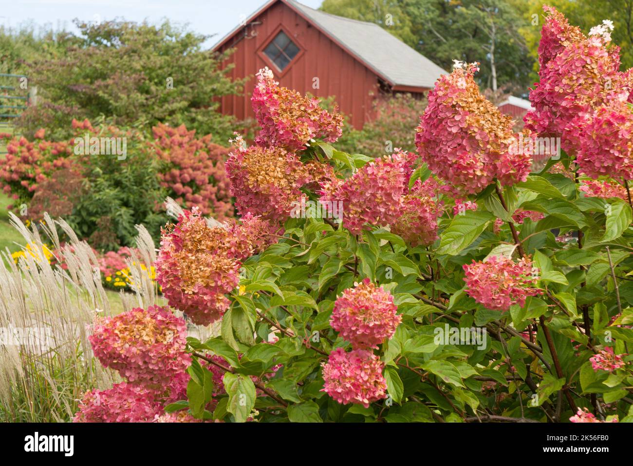 Red Hydrangea hedge close-up in Autumn with red barn backdrop and blue ...