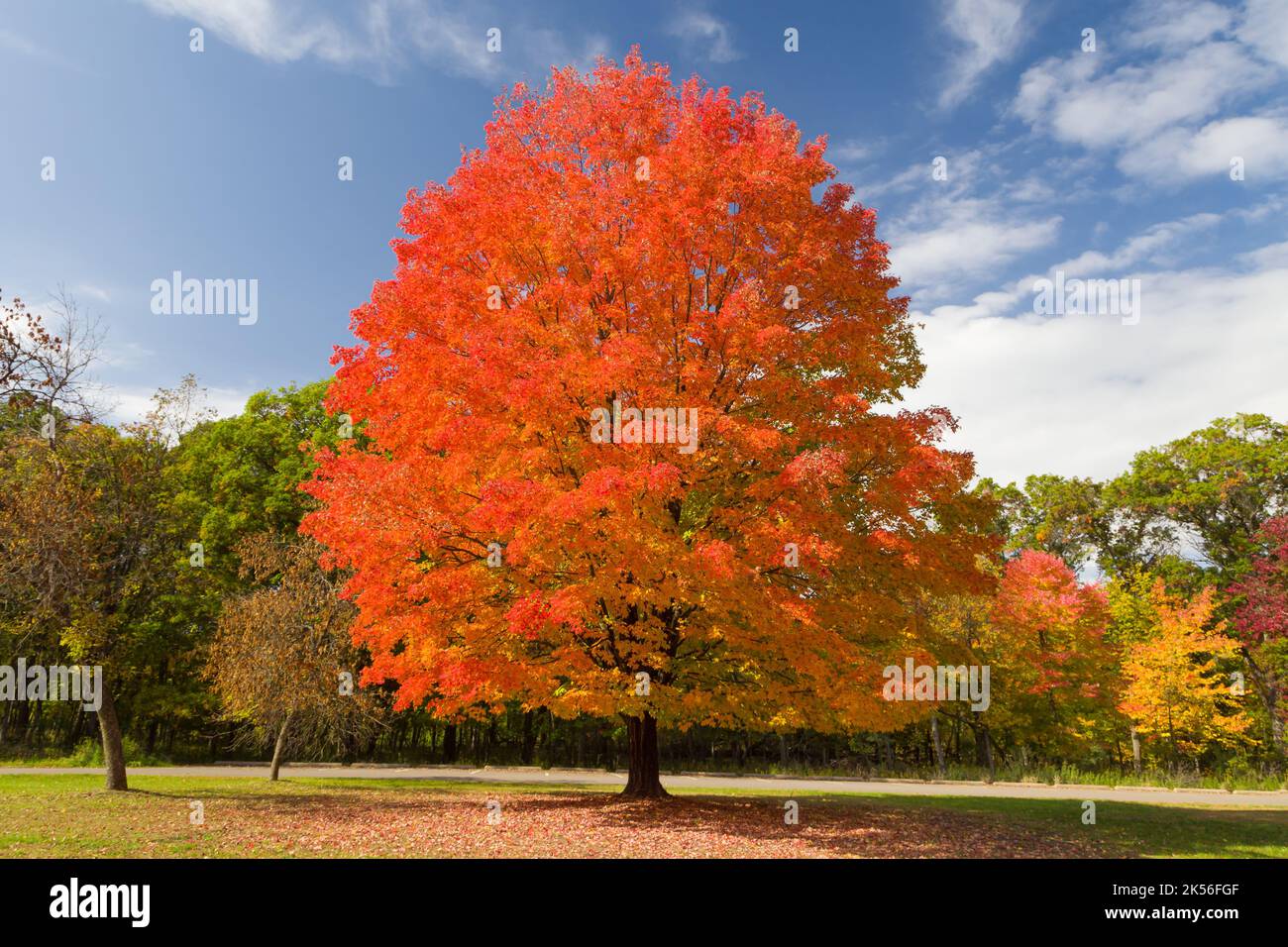 Amazing Sugar Maple Fall Images