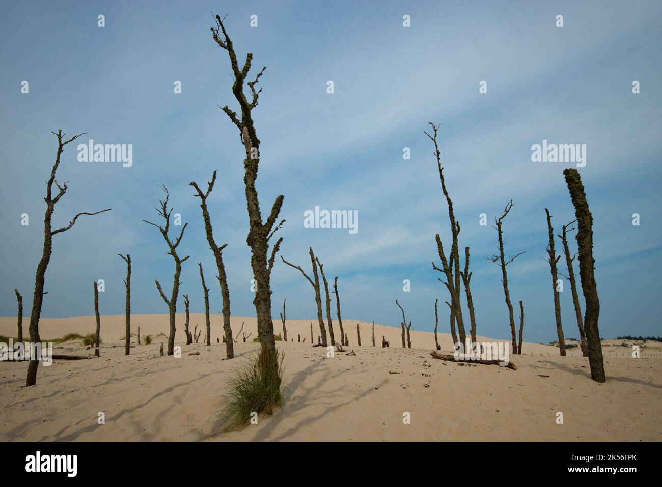 Dry old trees at the dunes in Slowinski national park- Poland Stock ...