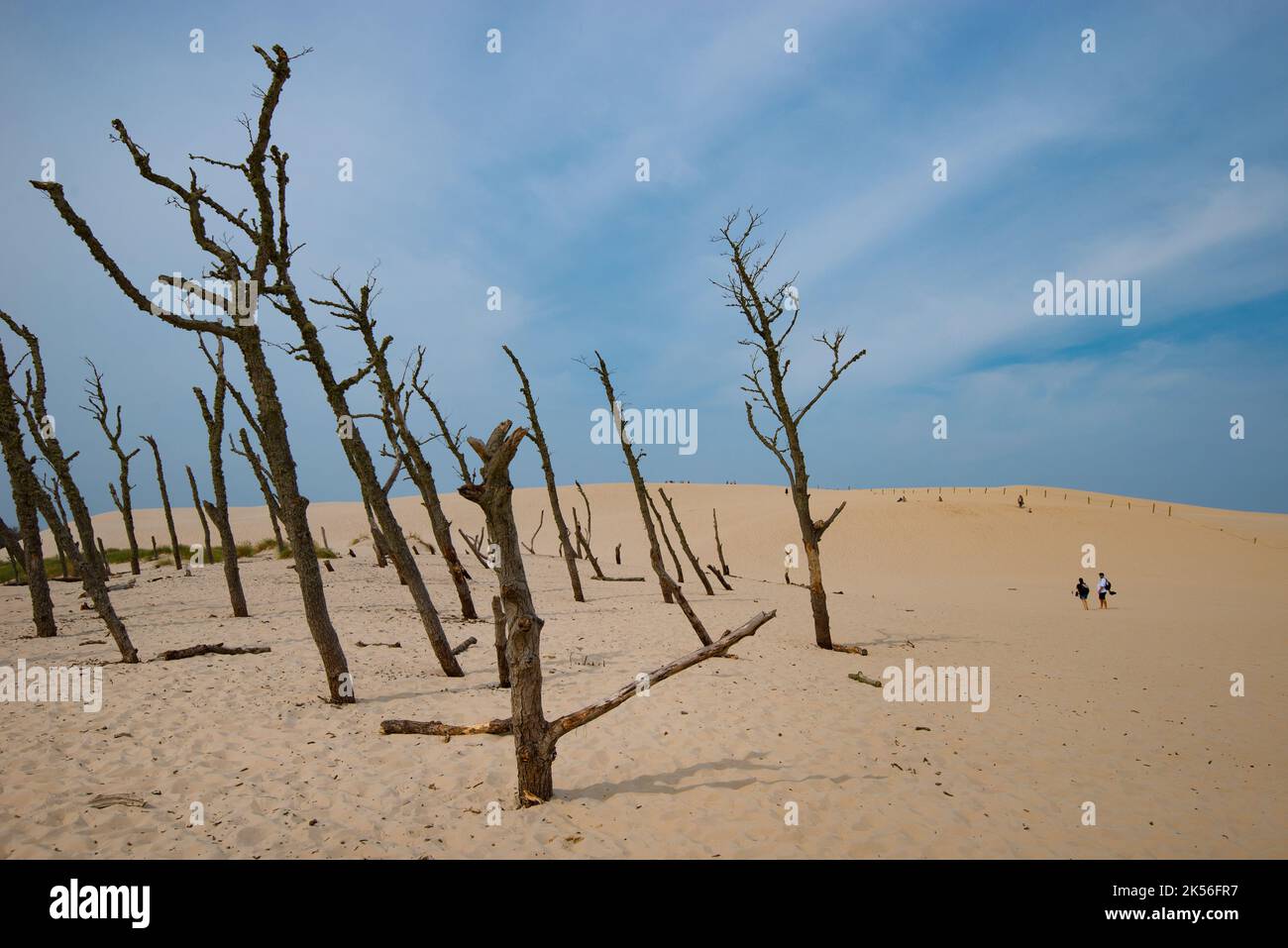 Dry old trees at the dunes in Slowinski national park- Poland Stock ...