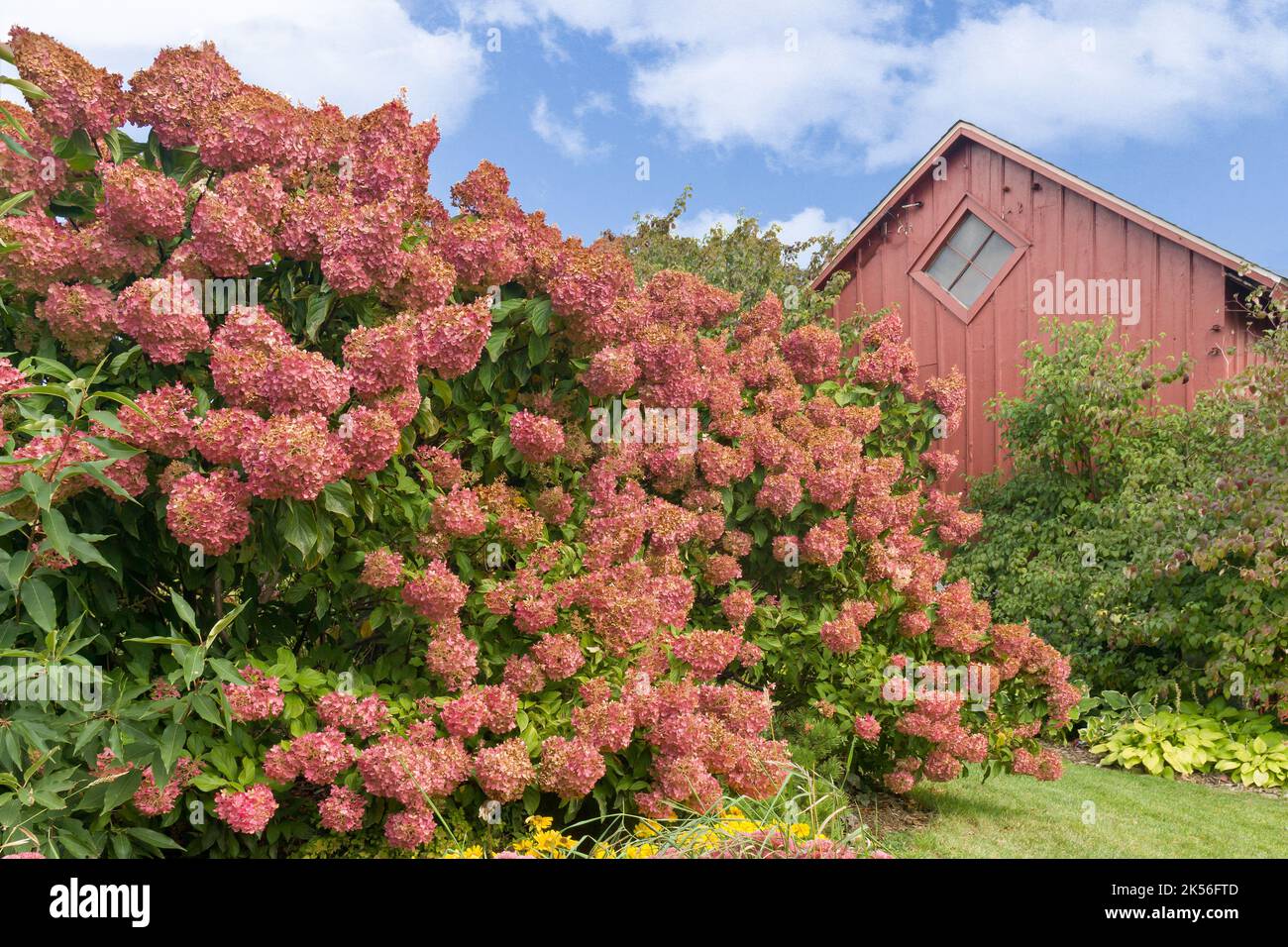 Red hydrangea hi-res stock photography and images - Alamy