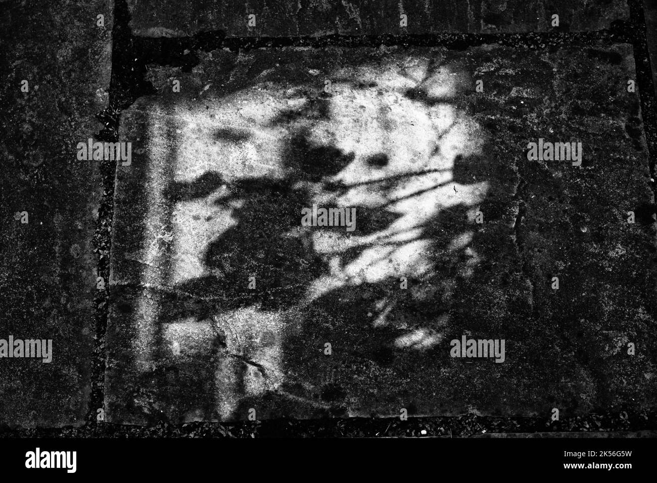 shadow of leaves on gravestone Stock Photo - Alamy