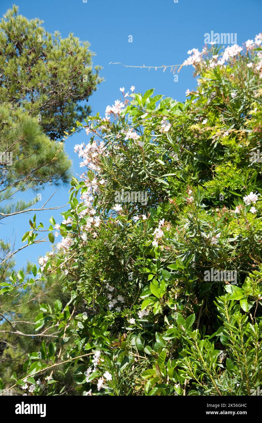 Plants along the Atlantic Coast, Cascais, Portugal Stock Photo - Alamy