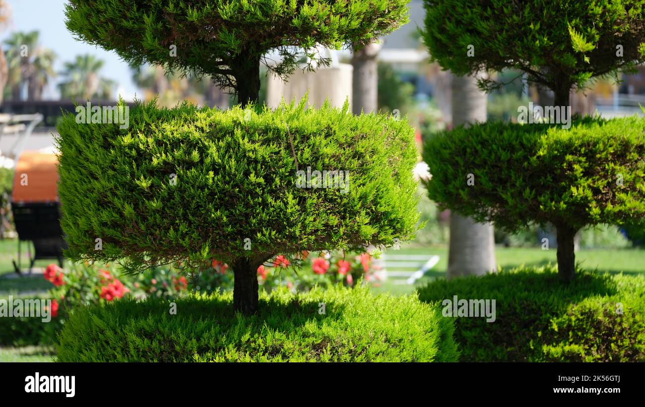 Trimmed thuja and landscape design element closeup Stock Photo - Alamy