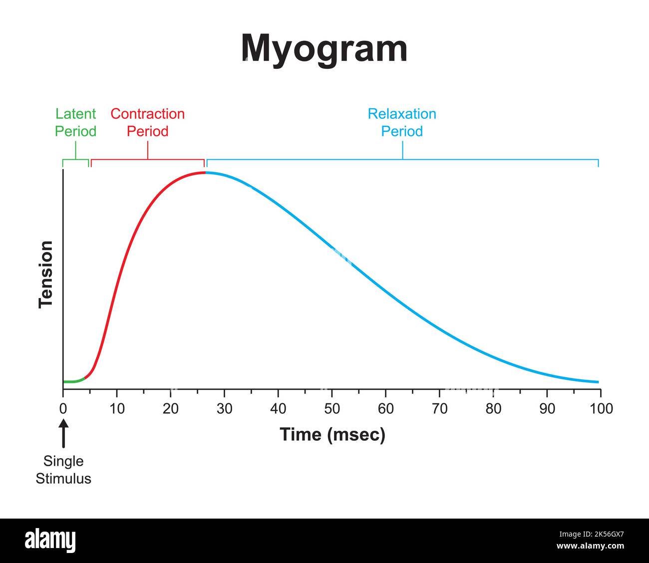Smooth Muscle Contraction Graph