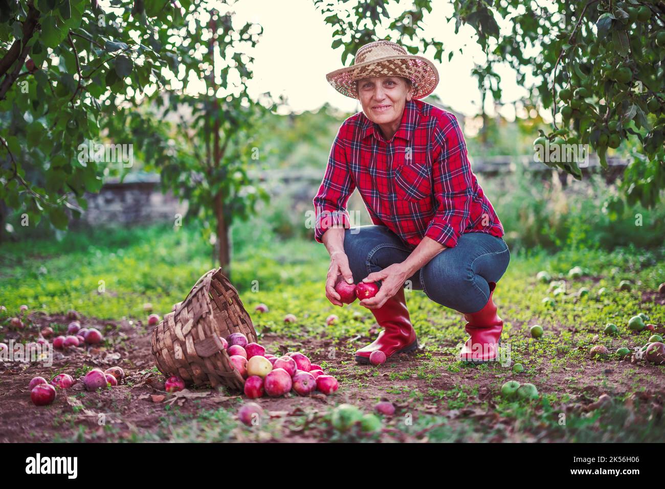 Woman farmer in the apple orchard garden pick up organic ripe apples ...