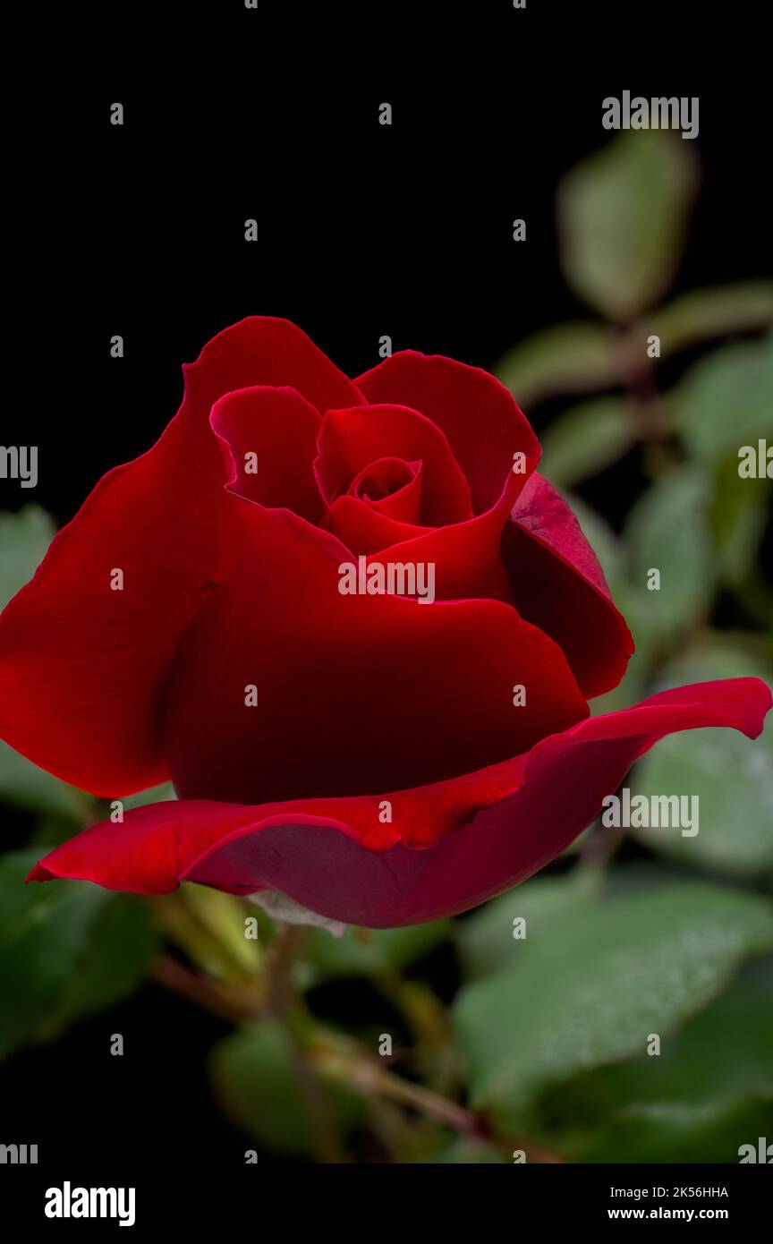 close-up of fresh red rose with leaves isolated on black, soft-focus ...
