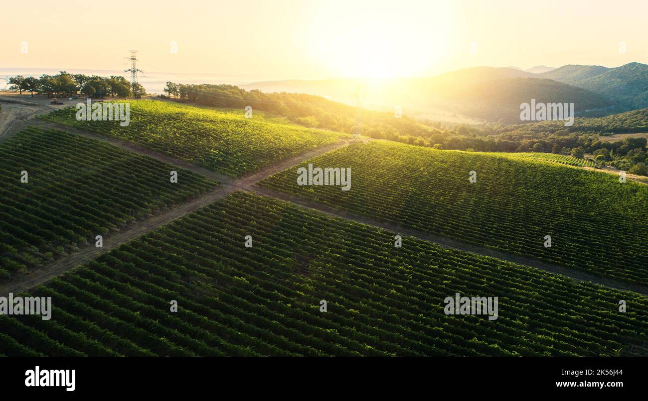 Sunrise landscape of vineyard agricultural fields in the countryside ...