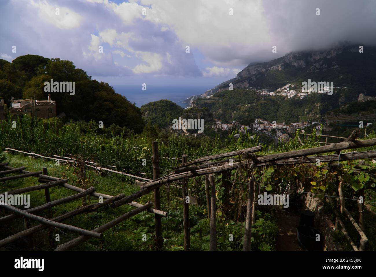 Lemon tree naples campania hi-res stock photography and images - Alamy