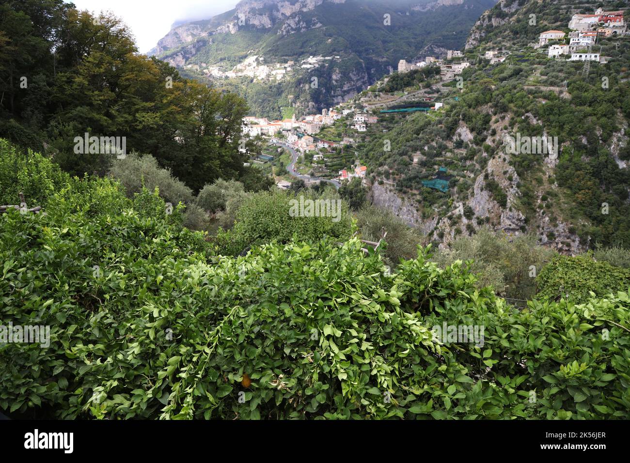 Lemon tree naples campania hi-res stock photography and images - Alamy