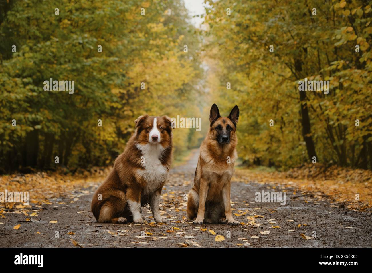 Two beautiful purebred dogs in autumn park. Yellow trees grow along ...