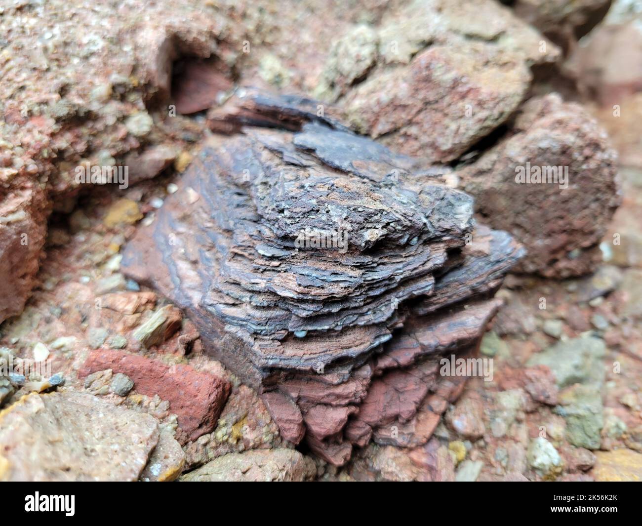 Ap Chau, Kat O Flower, Rock, Sea, Shell, Boat and Beach located at ...