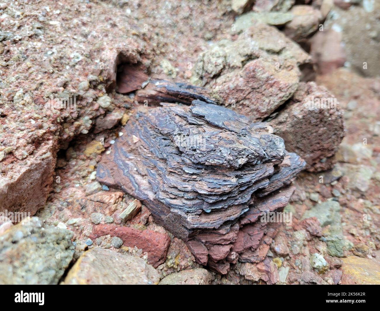 Ap Chau, Kat O Flower, Rock, Sea, Shell, Boat and Beach located at ...