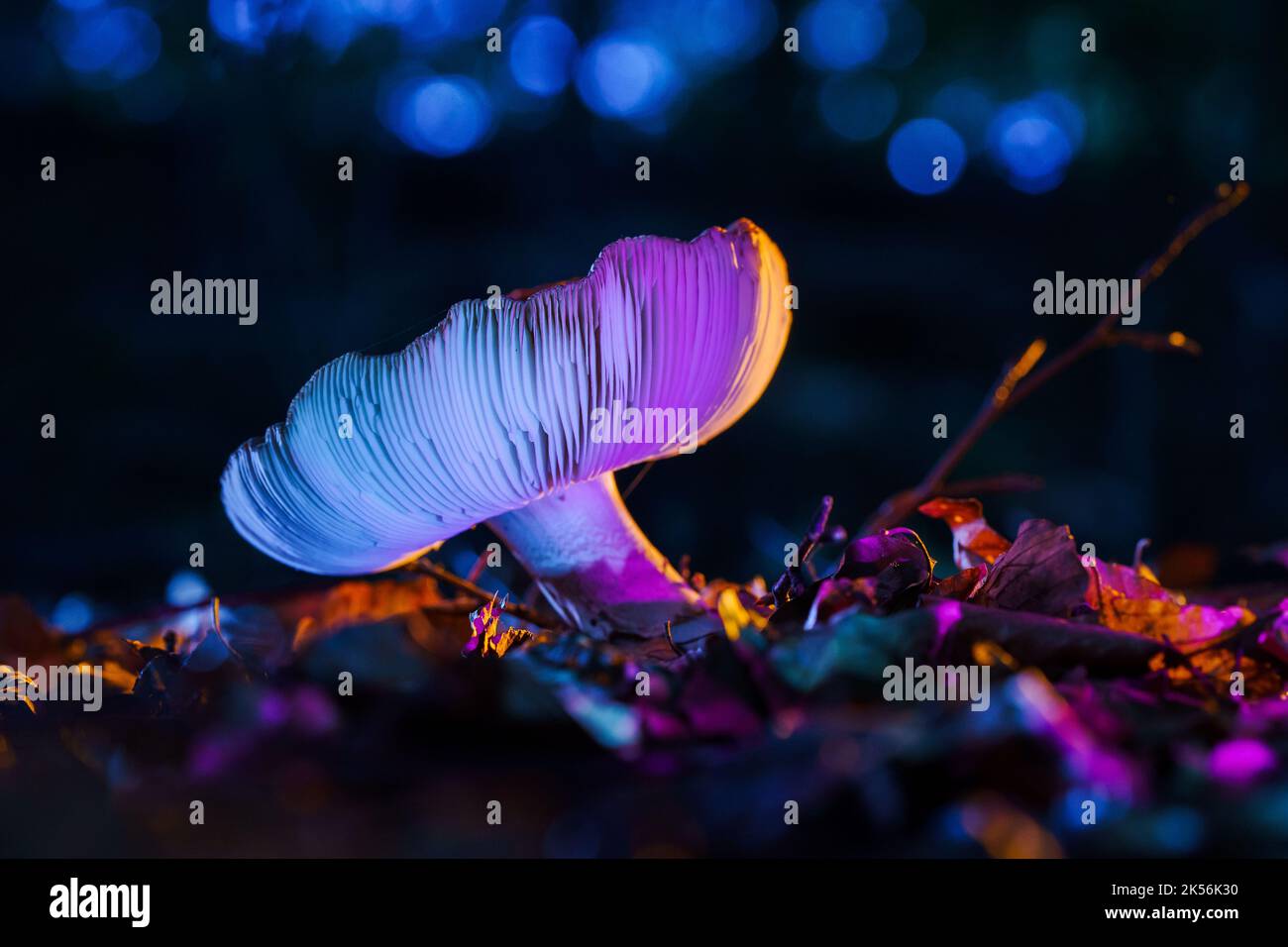 Wonderful colored wild toadstool in disco colors in a magical ...