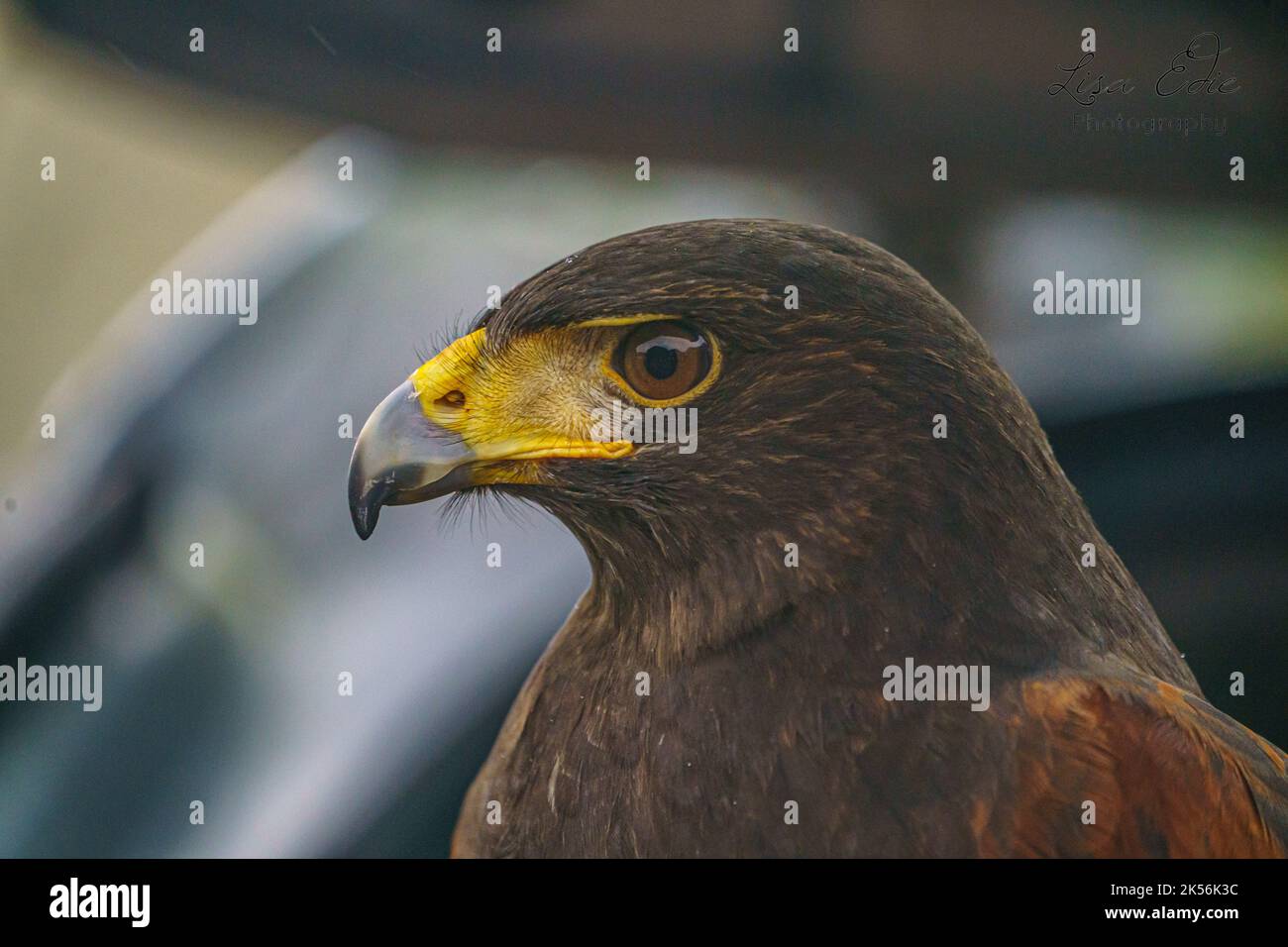 red hawk close up Stock Photo - Alamy