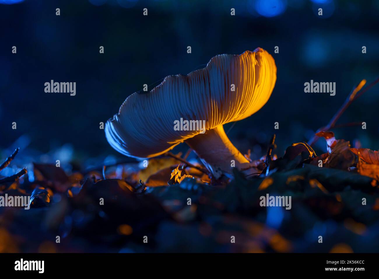 Wonderful colored wild toadstool in disco colors in a magical ...