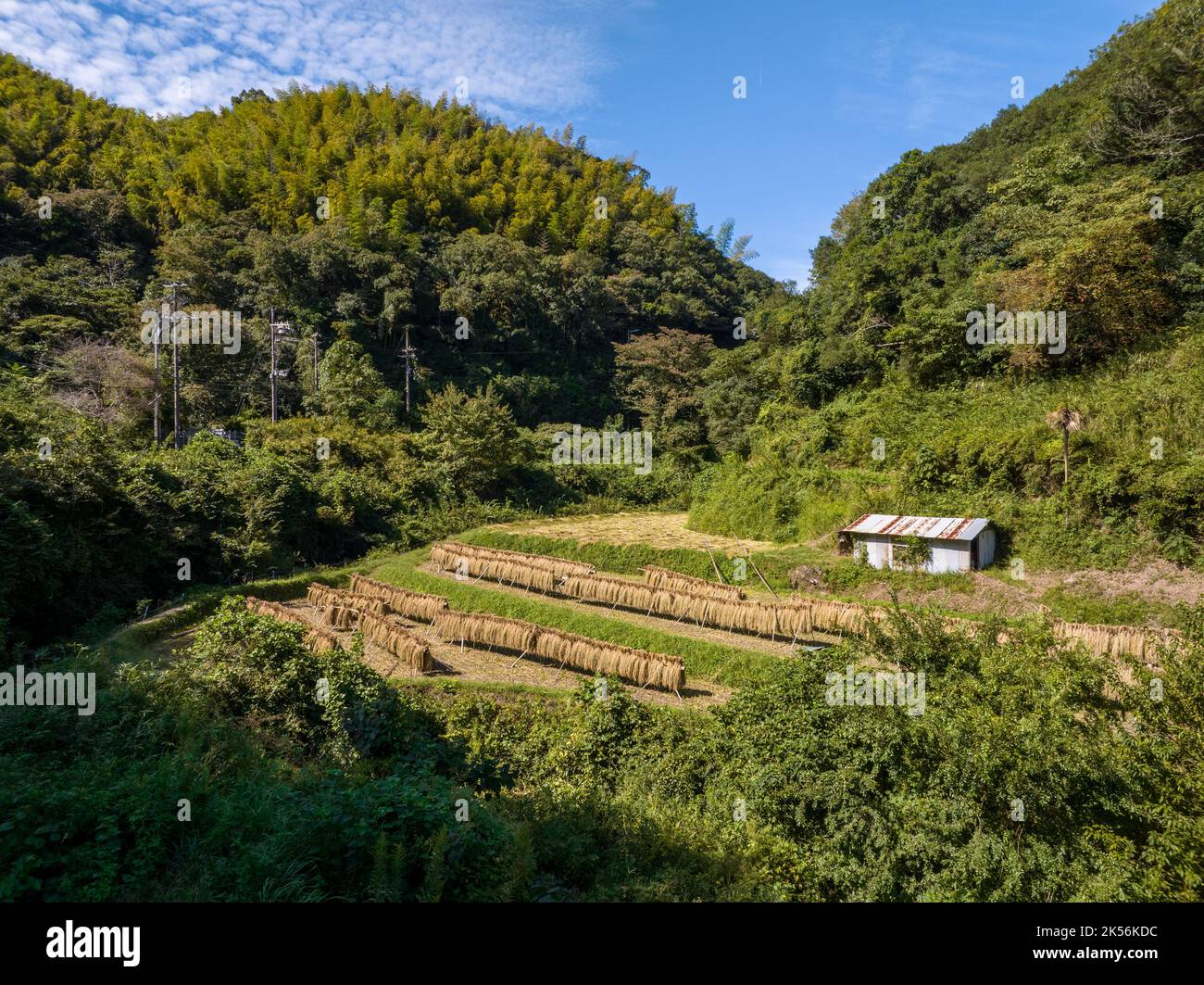 Rows of freshly harvested rice dry in sun on small farm in hills Stock ...