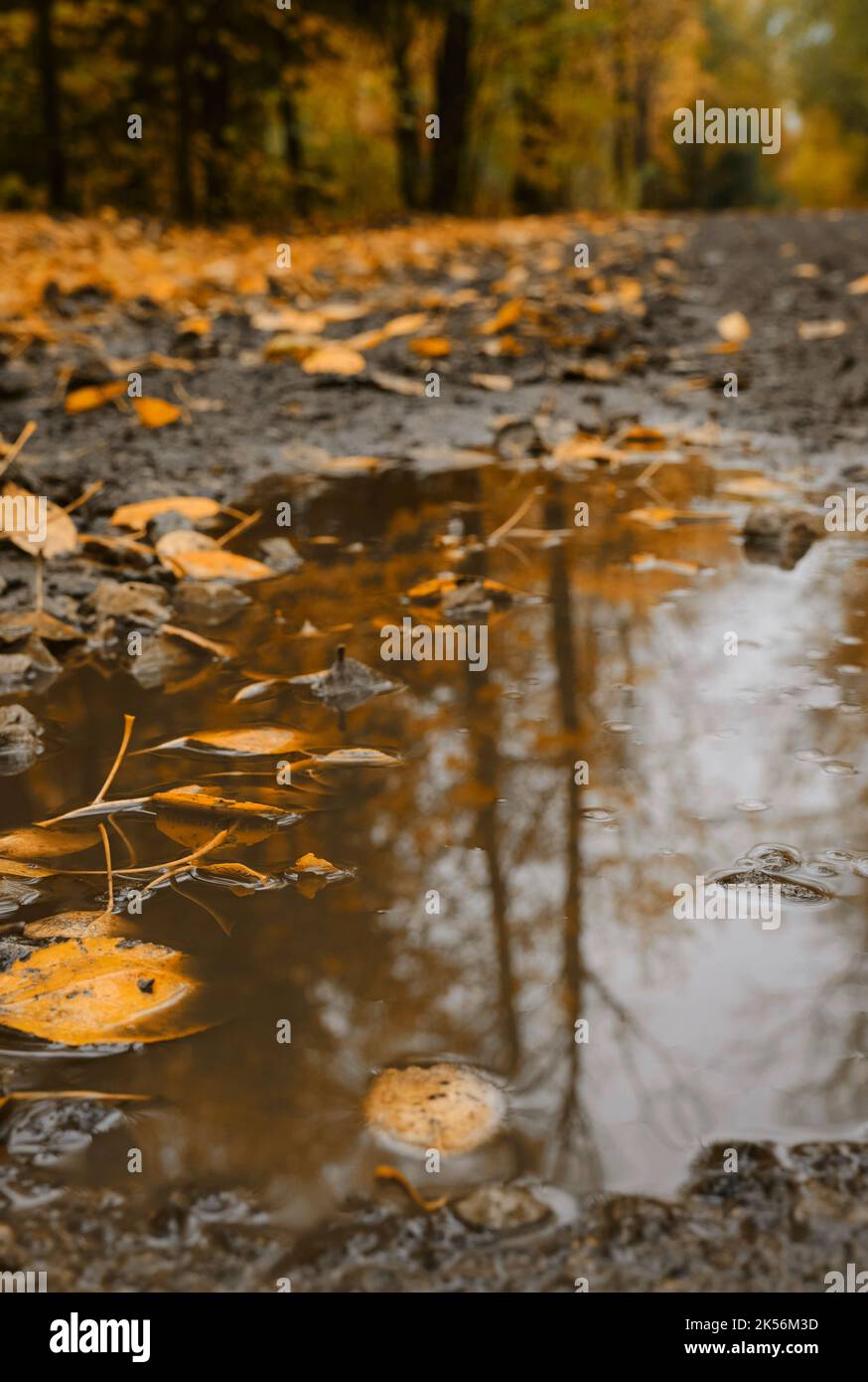 Autumn forest muddy road with puddle and fallen yellow leaves close up. Bright October in detail ...