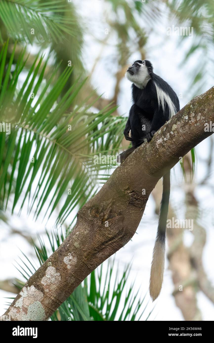 Portrait of a mantled guereza(Colobus guereza Stock Photo - Alamy