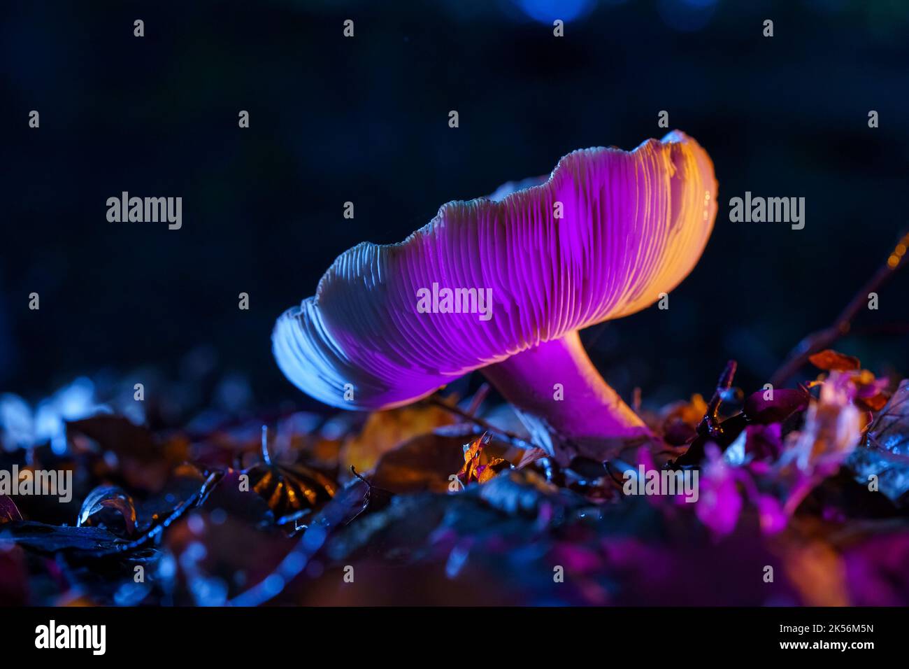 Wonderful colored wild toadstool in disco colors in a magical ...