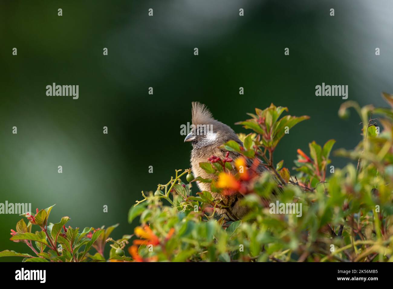 Largest species of mousebird hi-res stock photography and images - Alamy