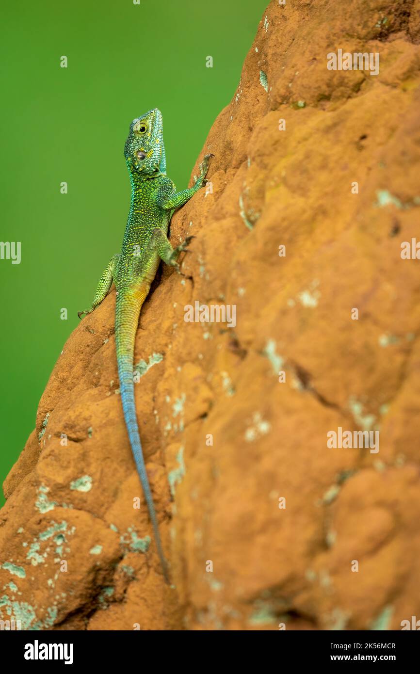 Lizards of uganda hi-res stock photography and images - Alamy