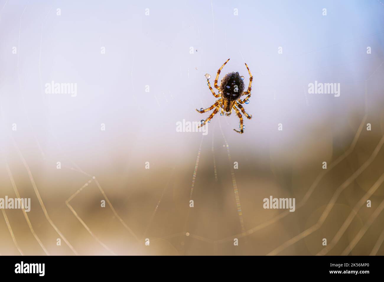 The beauty of the radial symmetry of a spider web, in the early morning ...