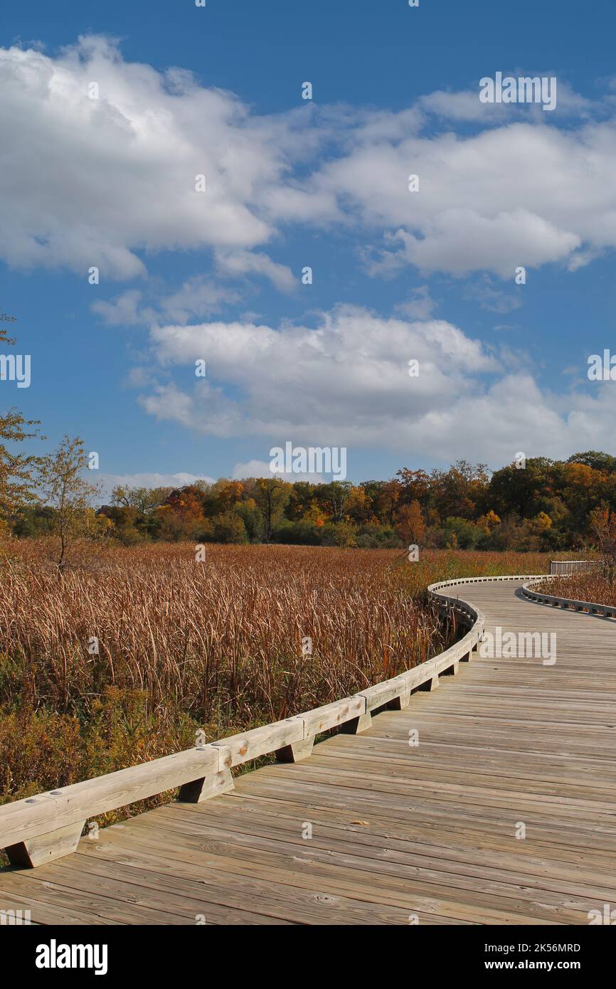 A wood, walking platform through a meadow filled with cattails, flowers ...