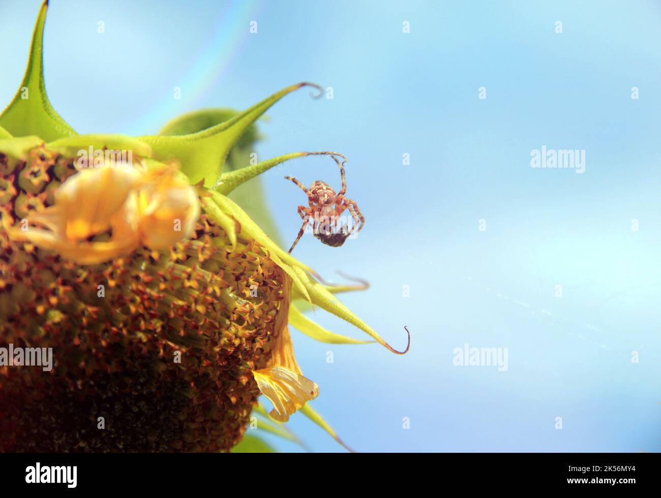 A spider eating it's meal in the middle of the day while hanging on a ...