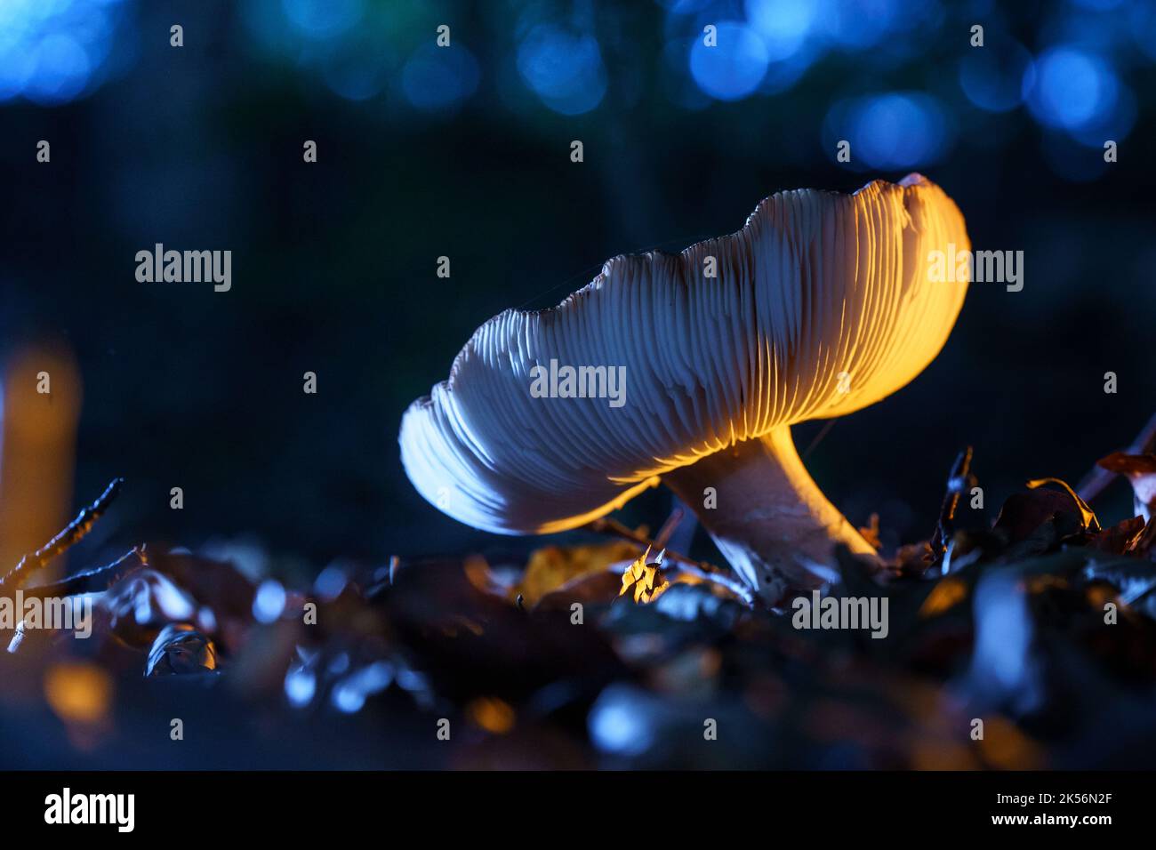 Wonderful colored wild toadstool in disco colors in a magical ...