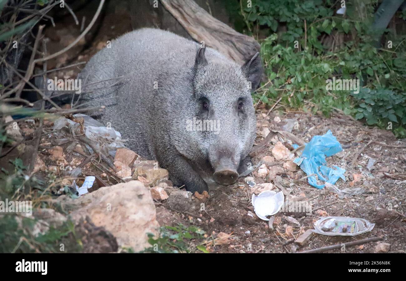 Wild pig taking a rest in a dirty garden, in Haifa Stock Photo - Alamy