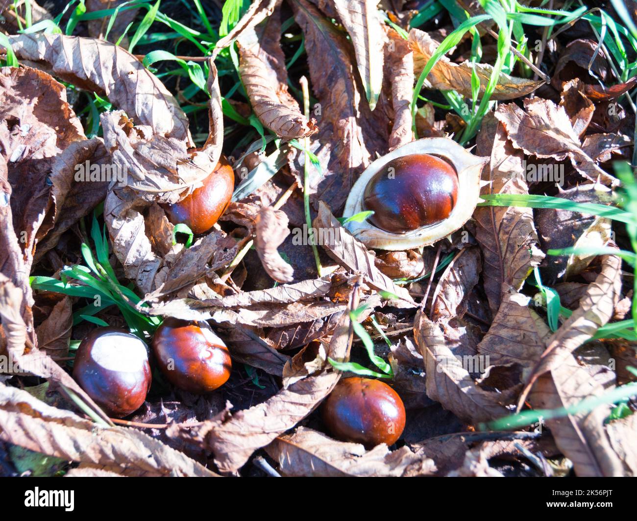 Conkers shells hi-res stock photography and images - Alamy