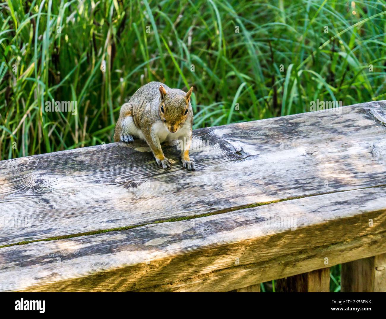 A detailed shot of a friendly squirrel at the Nisqually Wetlands in ...