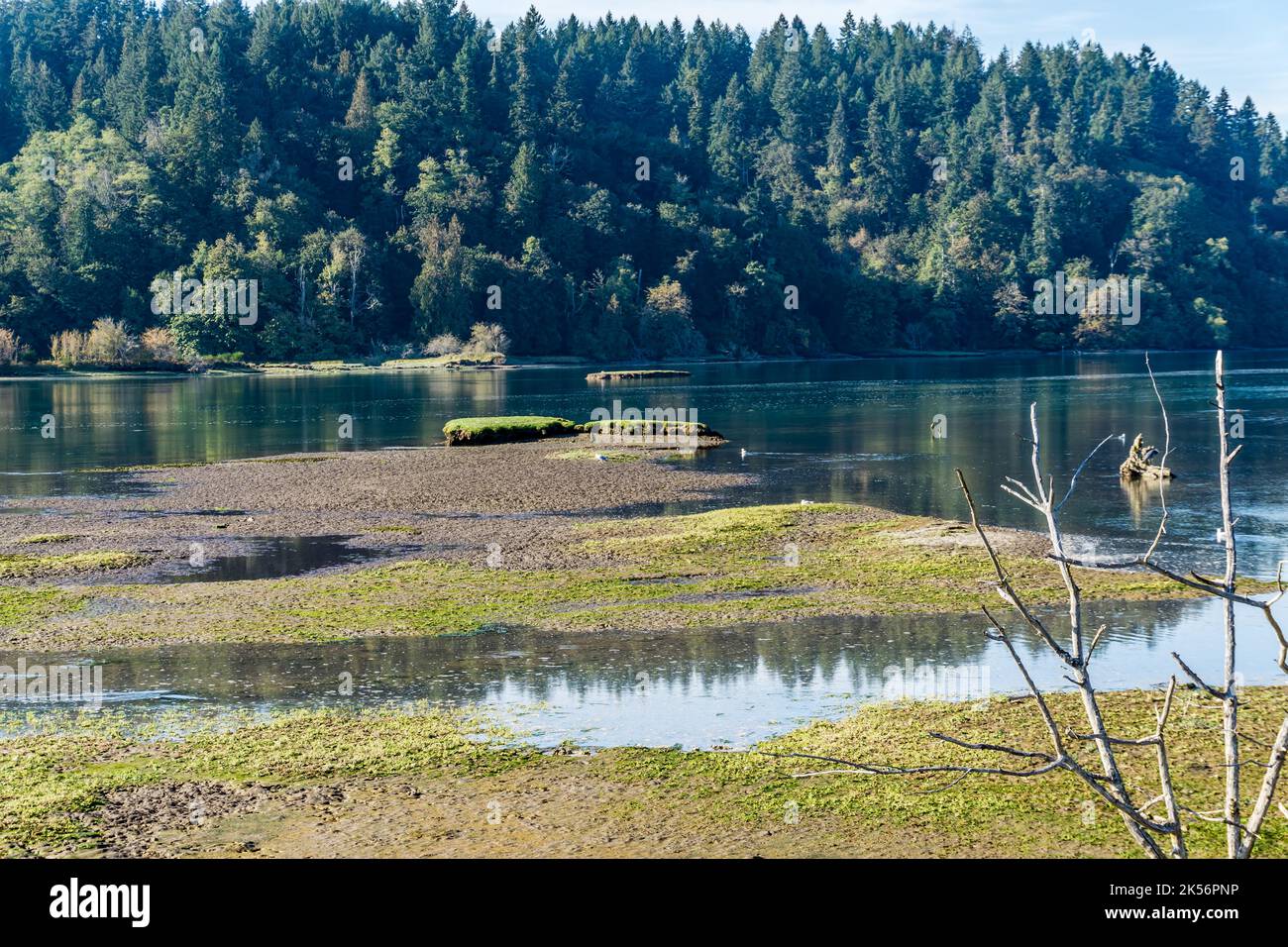 Calm water at the Nisqually Wetlands in Washington State Stock Photo ...