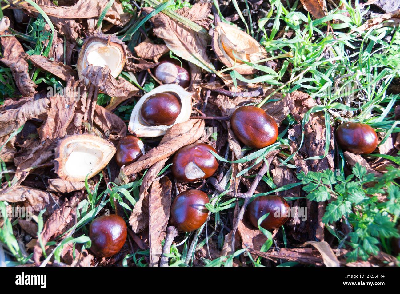 Autumn leaf fall and shiny brown conkers and conker shells o Stock ...