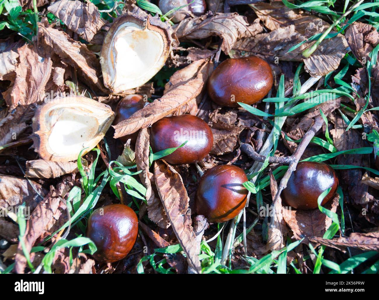 Autumn leaf fall and shiny brown conkers and conker shells o Stock ...