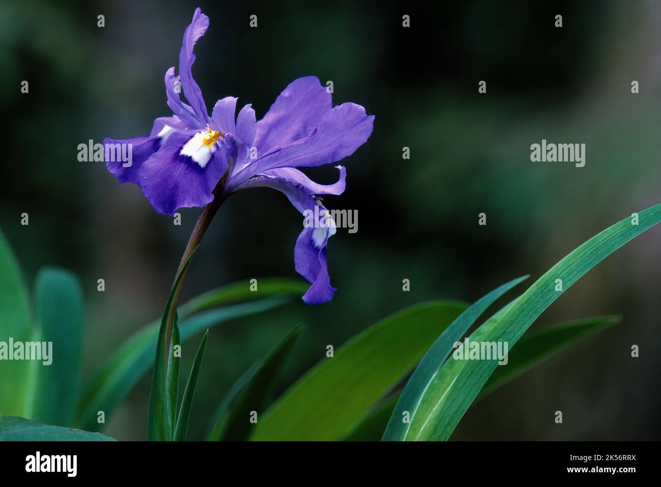 Crested dwarf iris (Iris cristata) blooming in early spring at Smoky ...