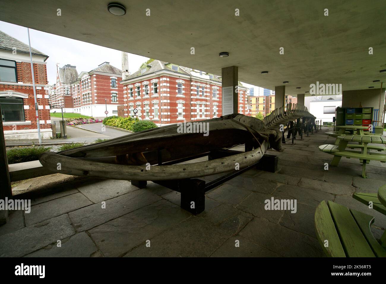 Fin Whale Skeleton (Balaenoptera physalus) - The skeleton of a Fin ...