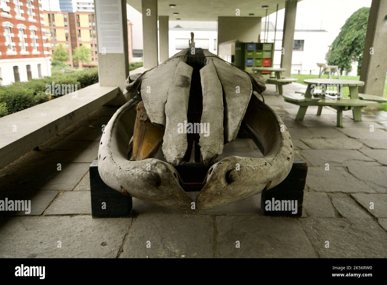 Fin Whale Skeleton (Balaenoptera physalus) - The skeleton of a Fin ...