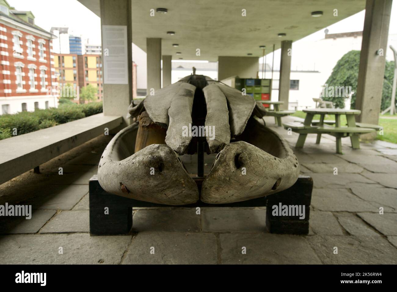 Fin Whale Skeleton (Balaenoptera physalus) - The skeleton of a Fin ...