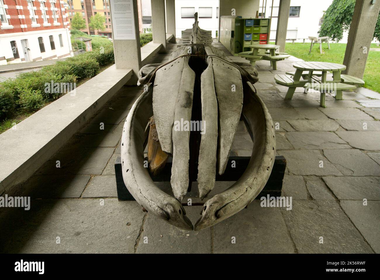 Fin Whale Skeleton (Balaenoptera physalus) - The skeleton of a Fin ...
