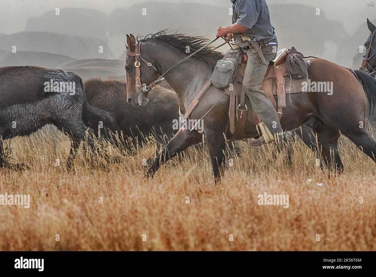 A cowboy rides along side the thundering herd, pushing the bison toward ...
