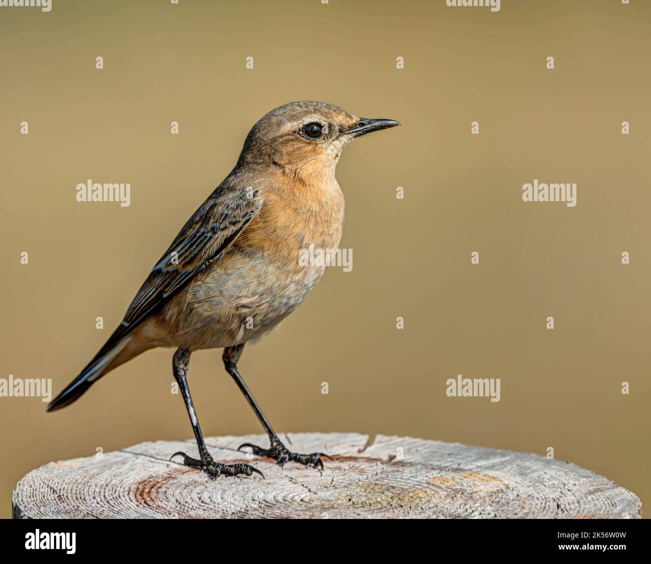 A very alert Wheatear sharply rendered with great detail and colour ...