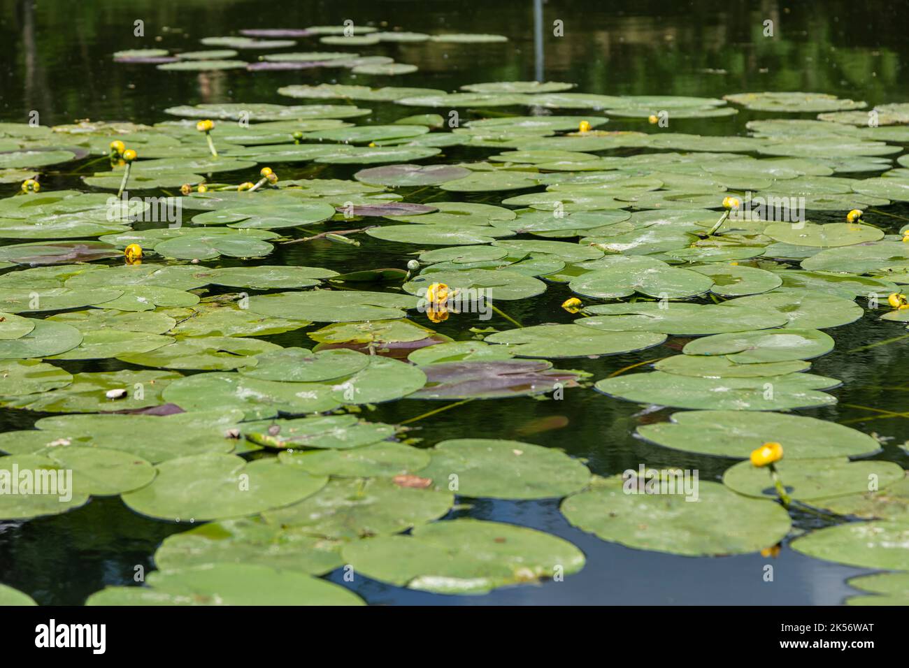 Craiova, Dolj County, Romania – May 14, 2022: Water lilies on the Great ...
