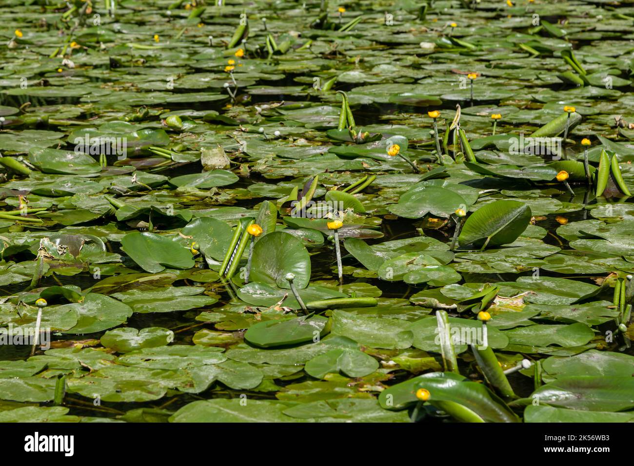 Craiova, Dolj County, Romania – May 14, 2022: Water lilies on the Great ...
